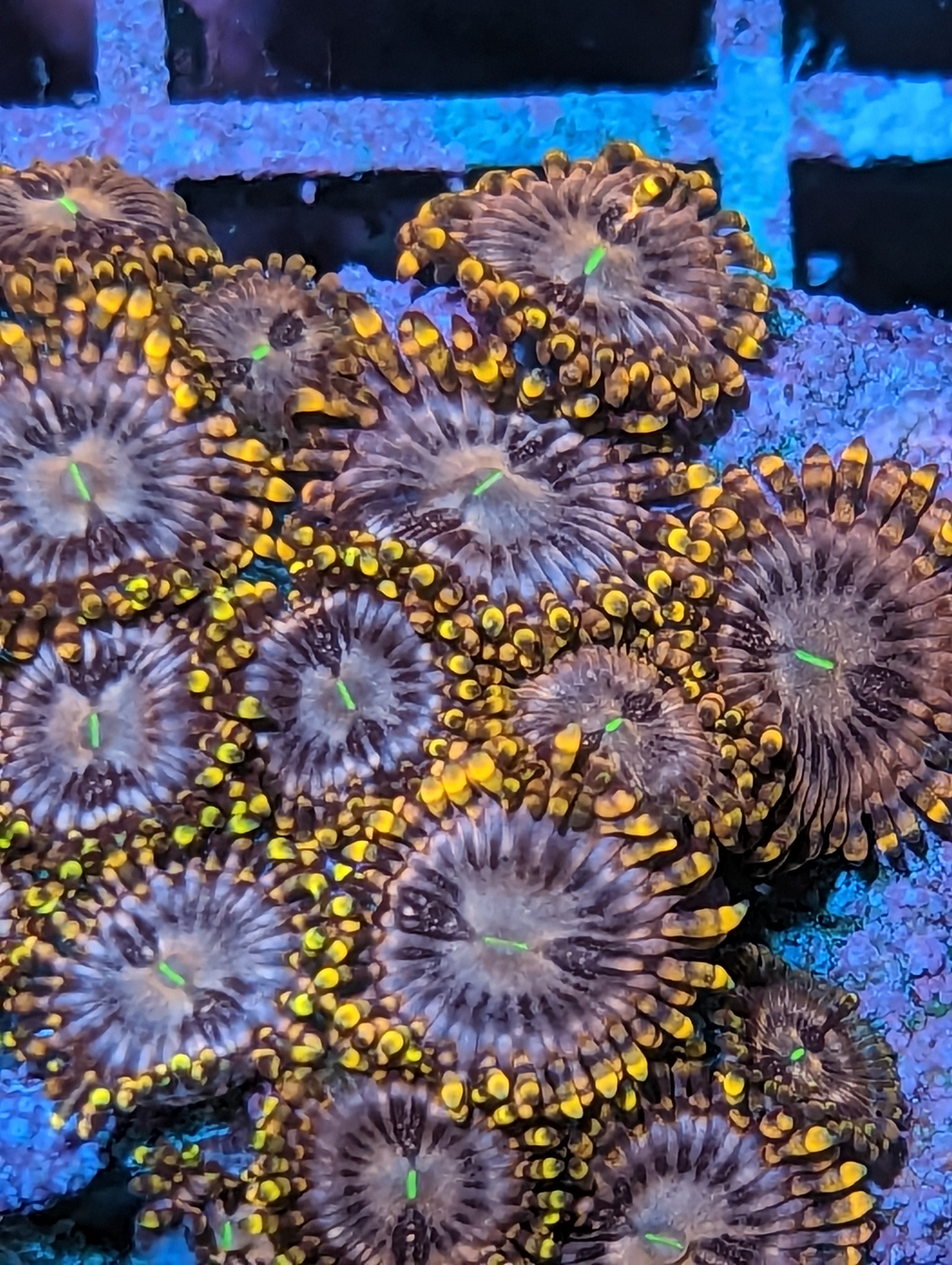 ZOA – ValentinoCorals