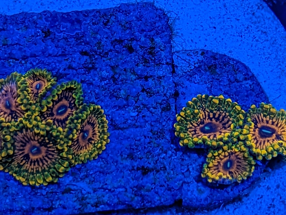 Grand Master Krakatao Zoanthids – ValentinoCorals